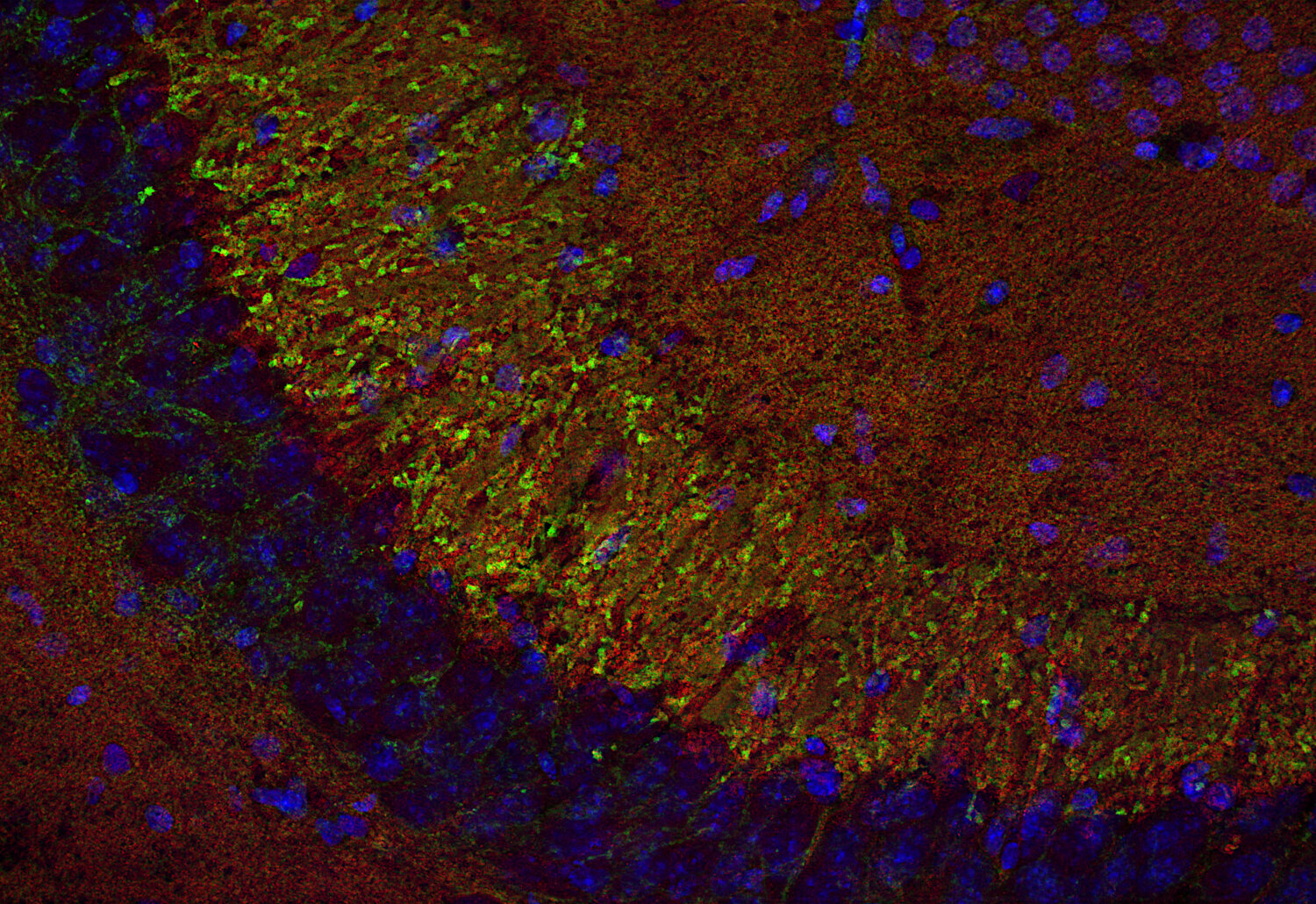 Synaptic Systems - PSD95